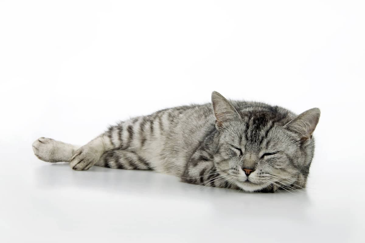 Why do cats purr? - Pet365 Blog
