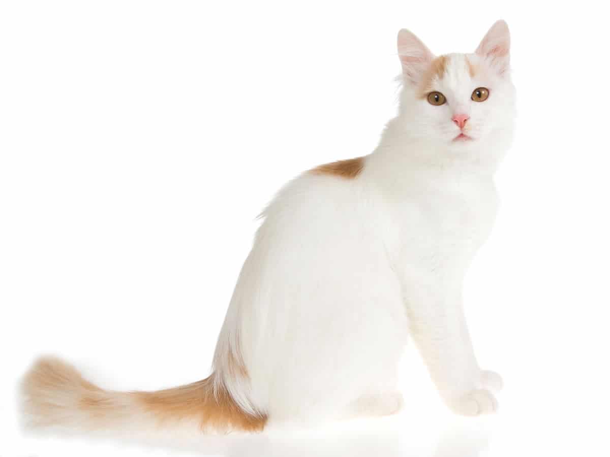 Turkish Van Breed Information - Pet365 Blog