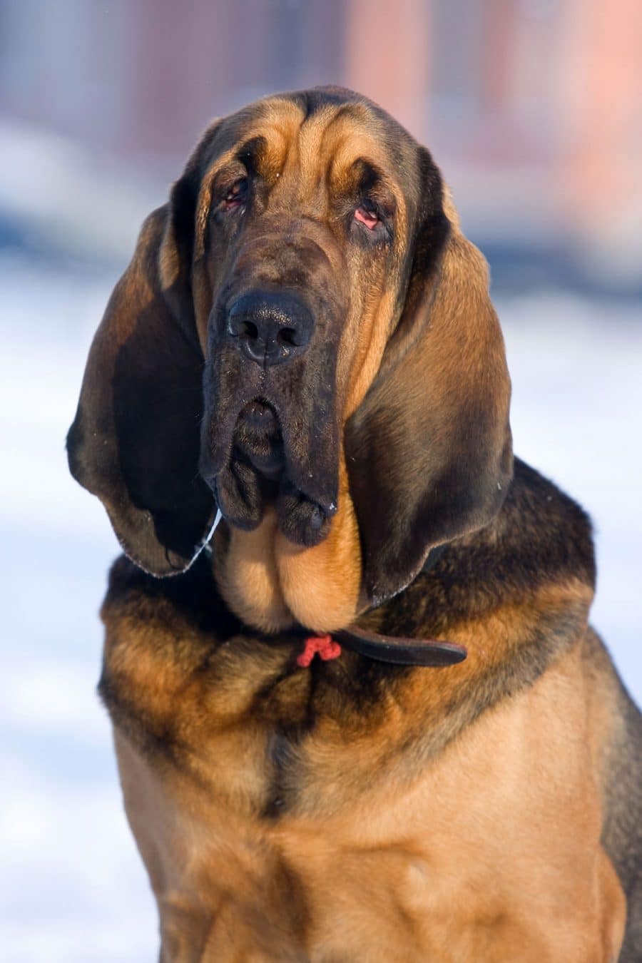Bloodhound Breed Information - Pet365 Blog