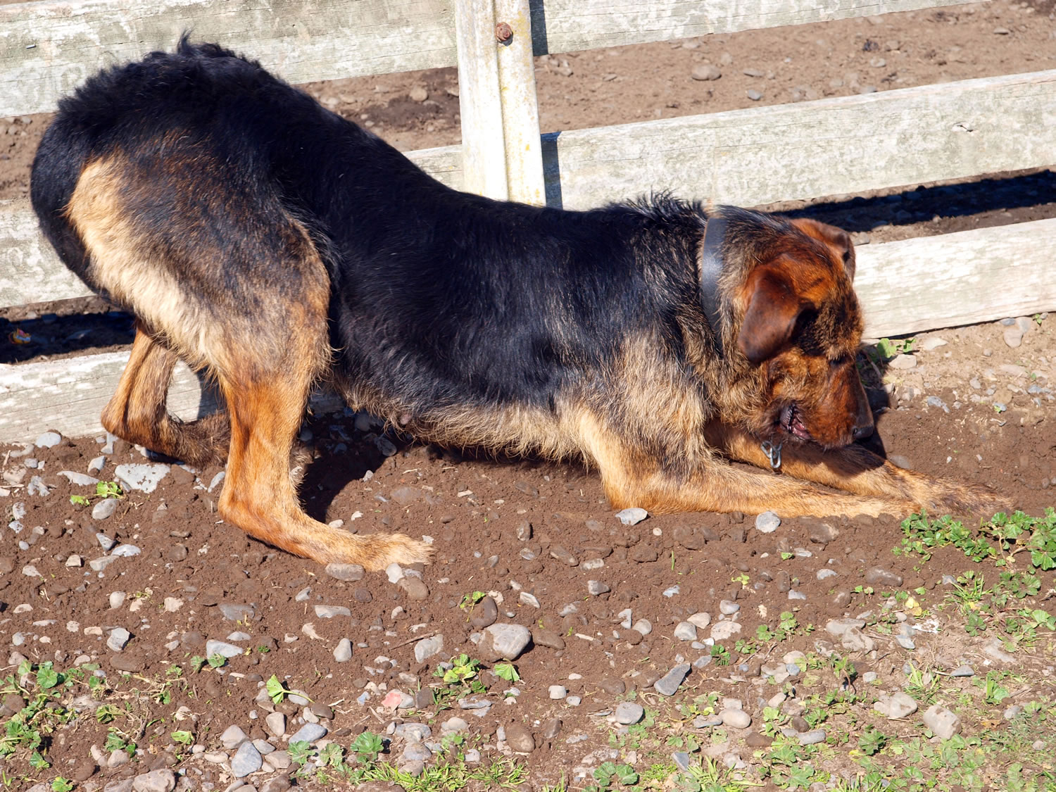 Why Do Dogs Bury Bones? - Pet365 Blog