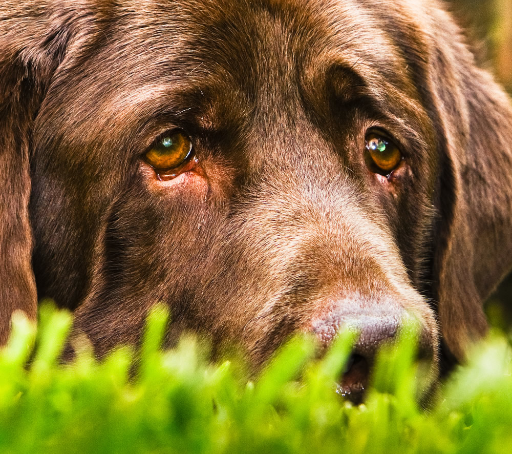 How Do Dogs See? - Pet365 Blog