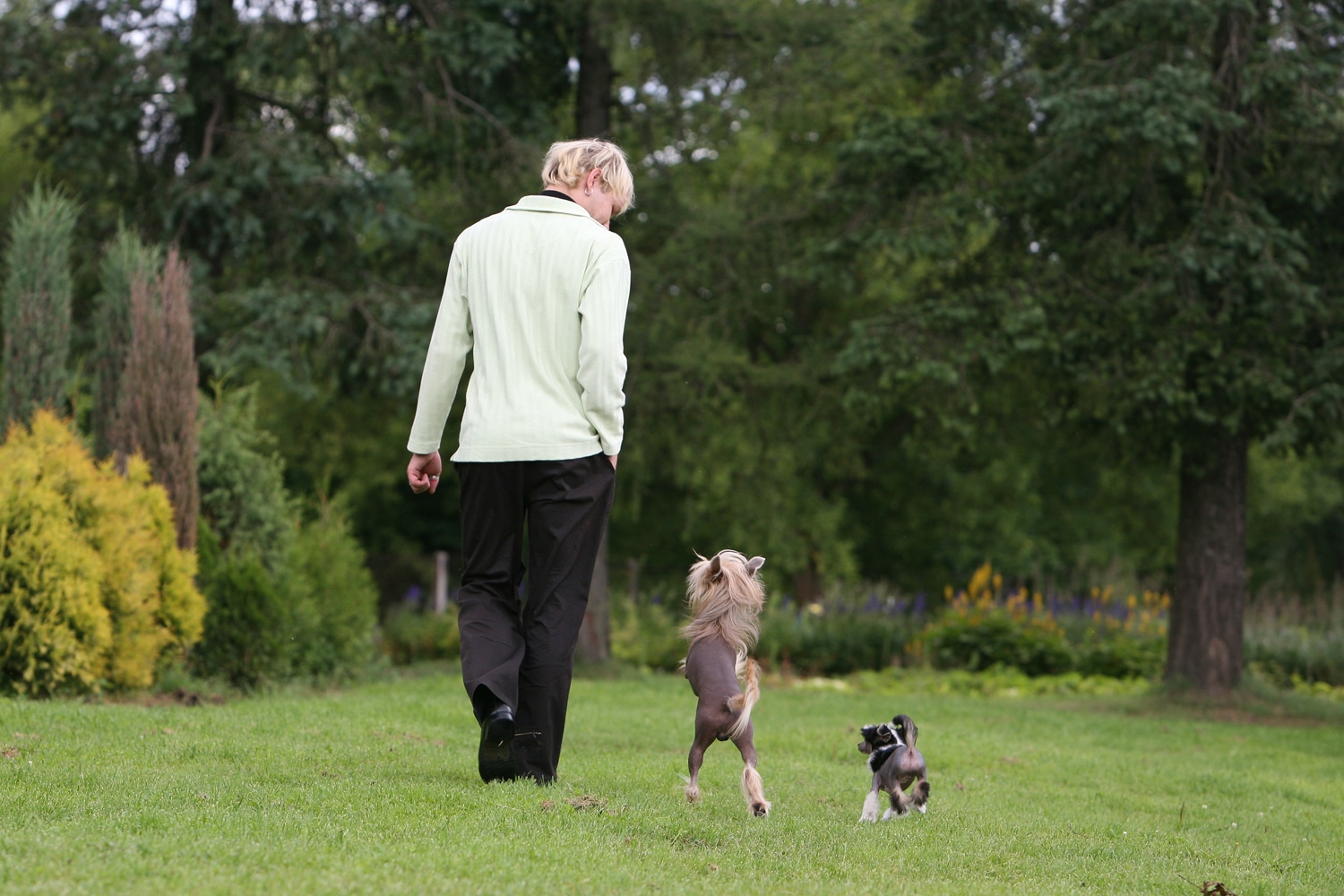 Training Tips: How to Teach Your Dog Recall - Pet365 Blog