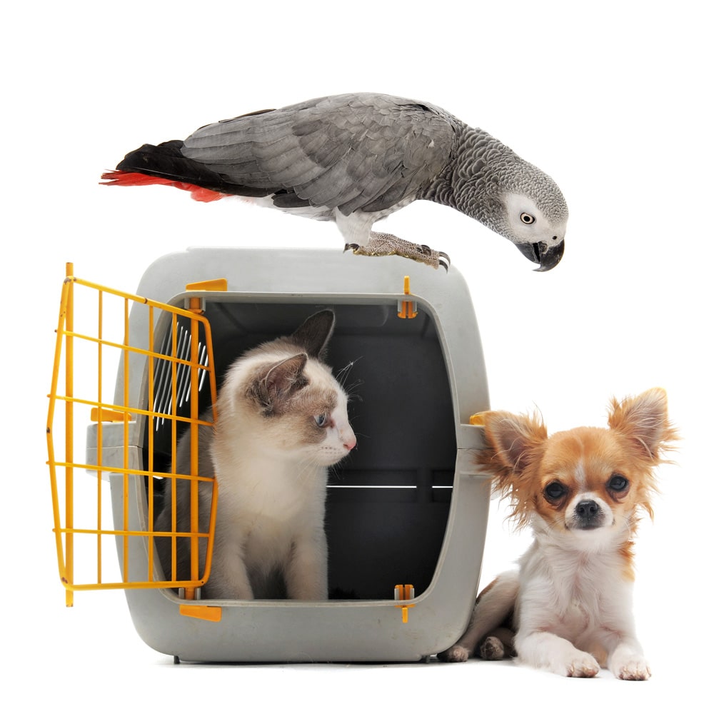 Superstitions and Myths - Pet365 Blog