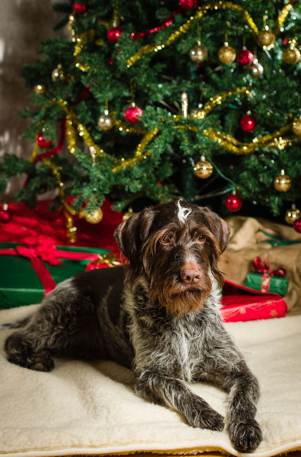 Keeping pets safe at Christmas - Pet365 Blog