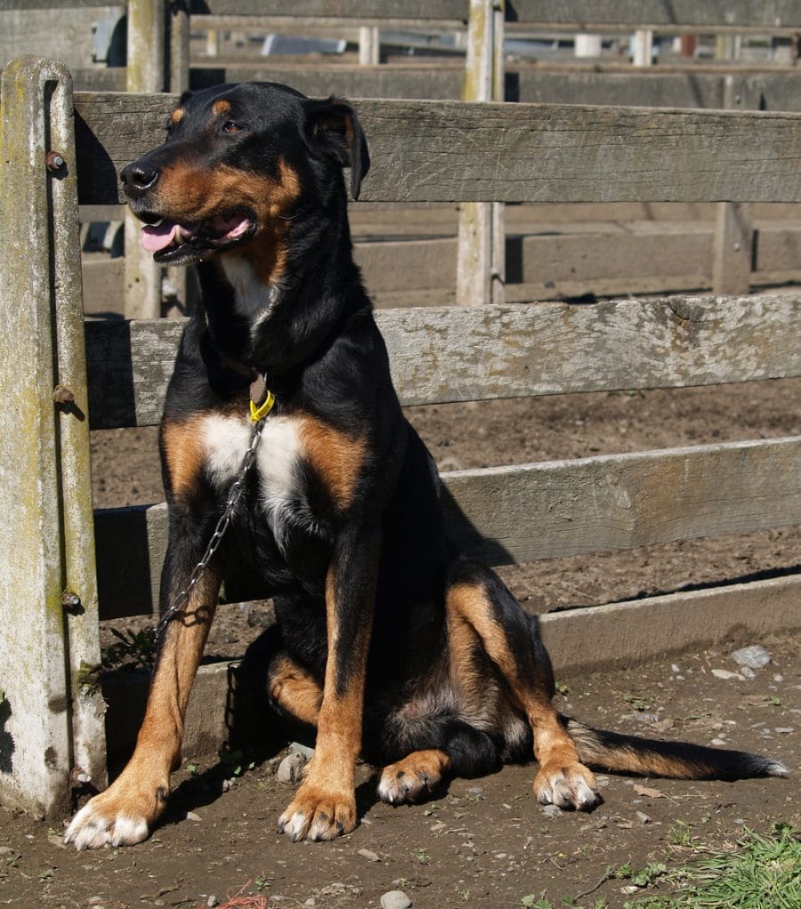 Huntaway Breed Profile - Pet365 Blog