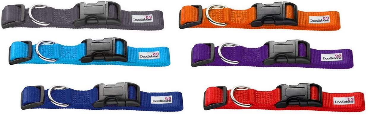 The Best Dog Collars 2021 - Ultimate Buyer's Guide by Pet365